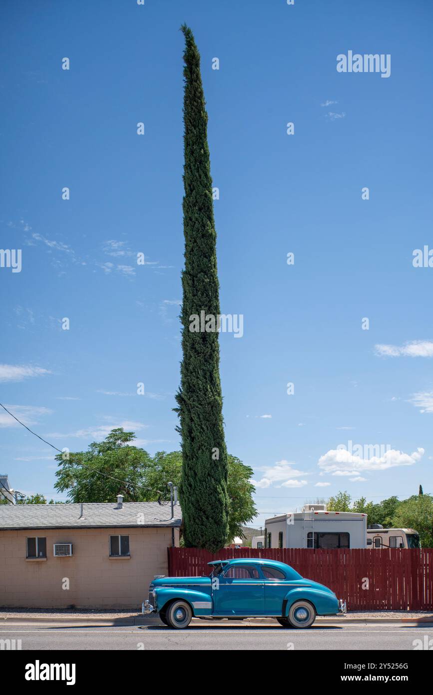 Tall cypress tree and classic car in Tombstone, AZ Stock Photo - Alamy