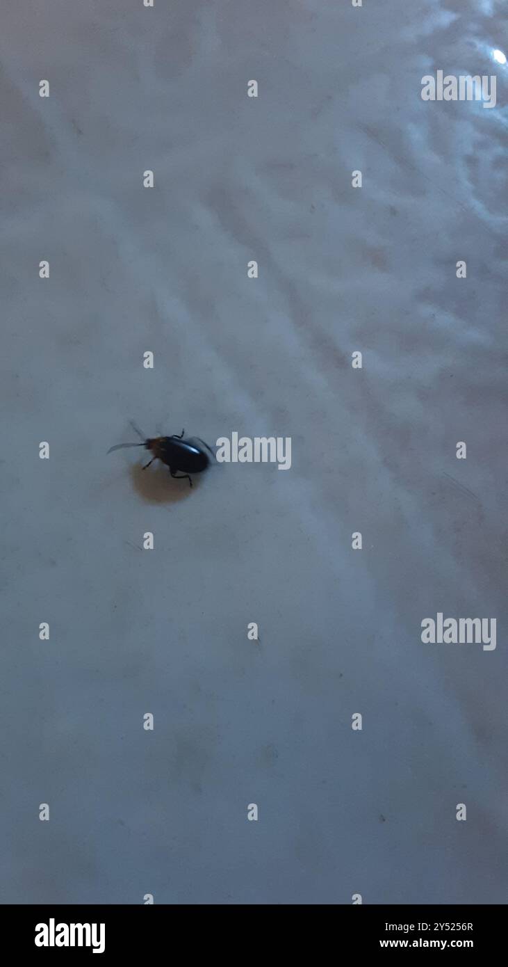 Three-spotted Flea Beetle (Disonycha triangularis) Insecta Stock Photo ...