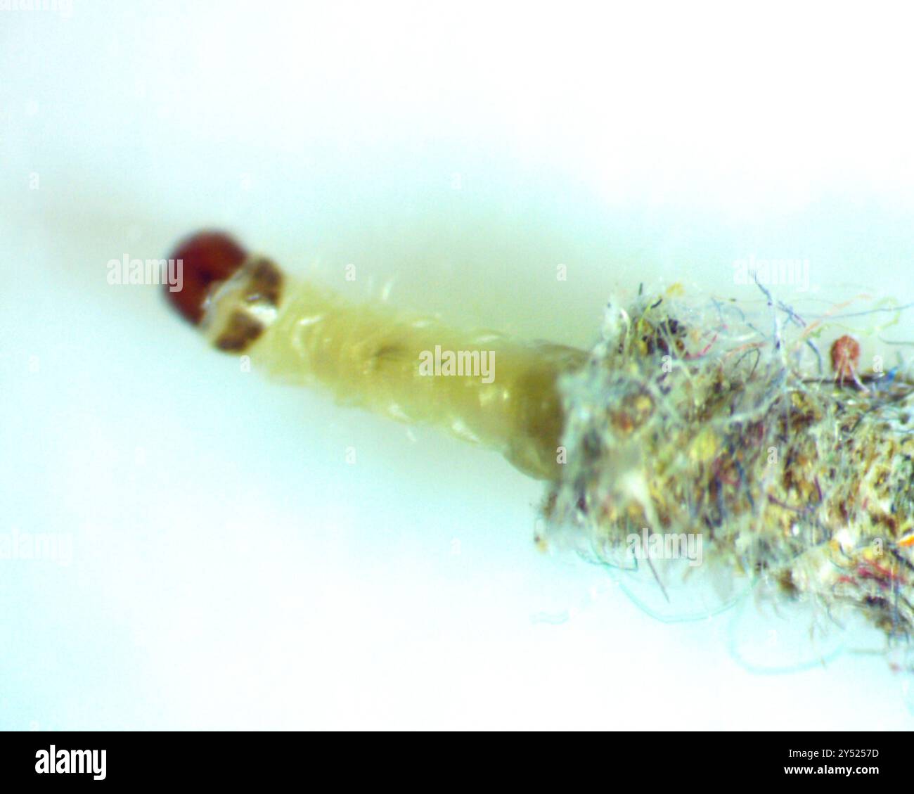 Case-bearing Clothes Moth (Tinea pellionella) Insecta Stock Photo - Alamy