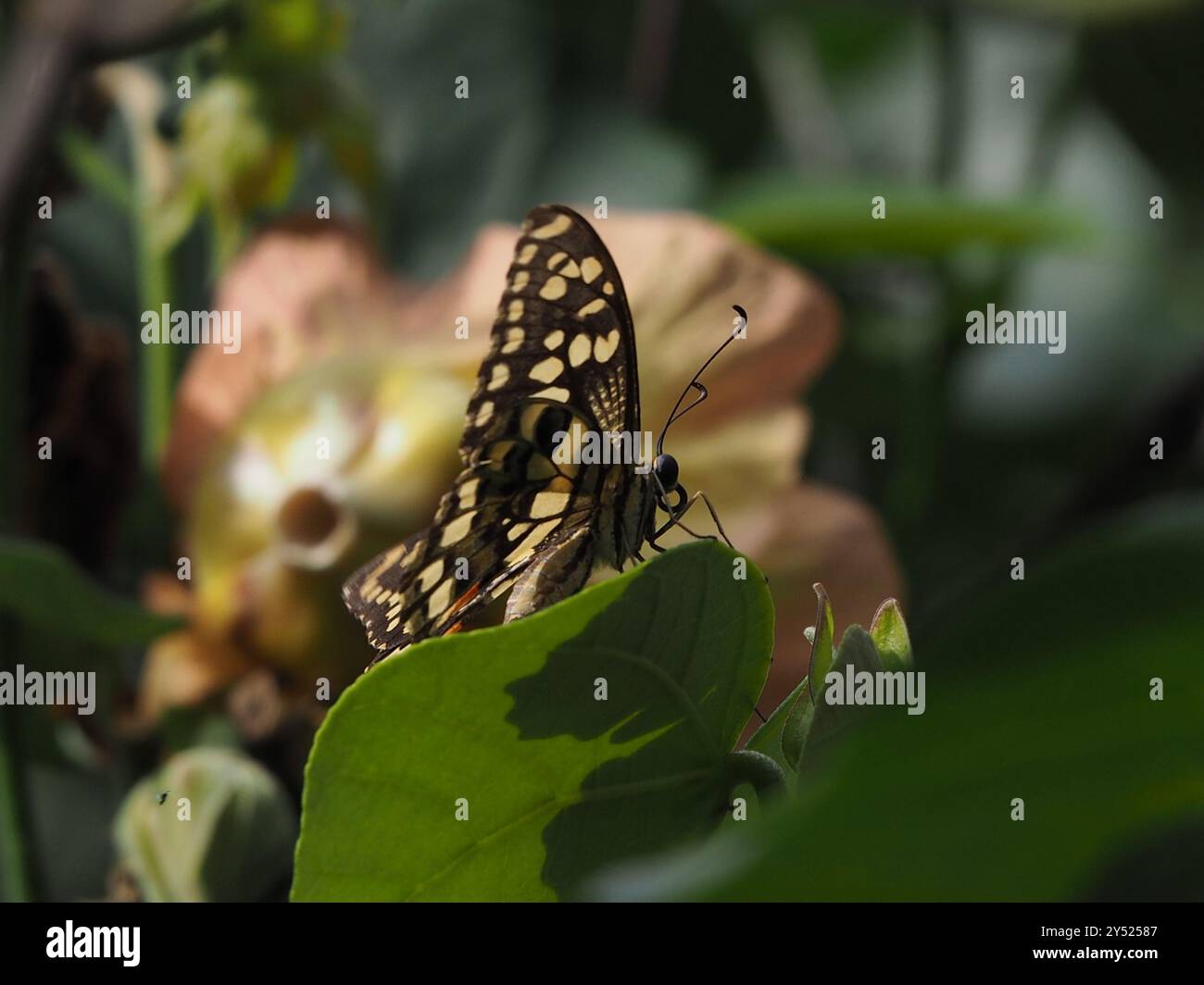 Lime Swallowtail (Papilio demoleus) Insecta Stock Photo - Alamy