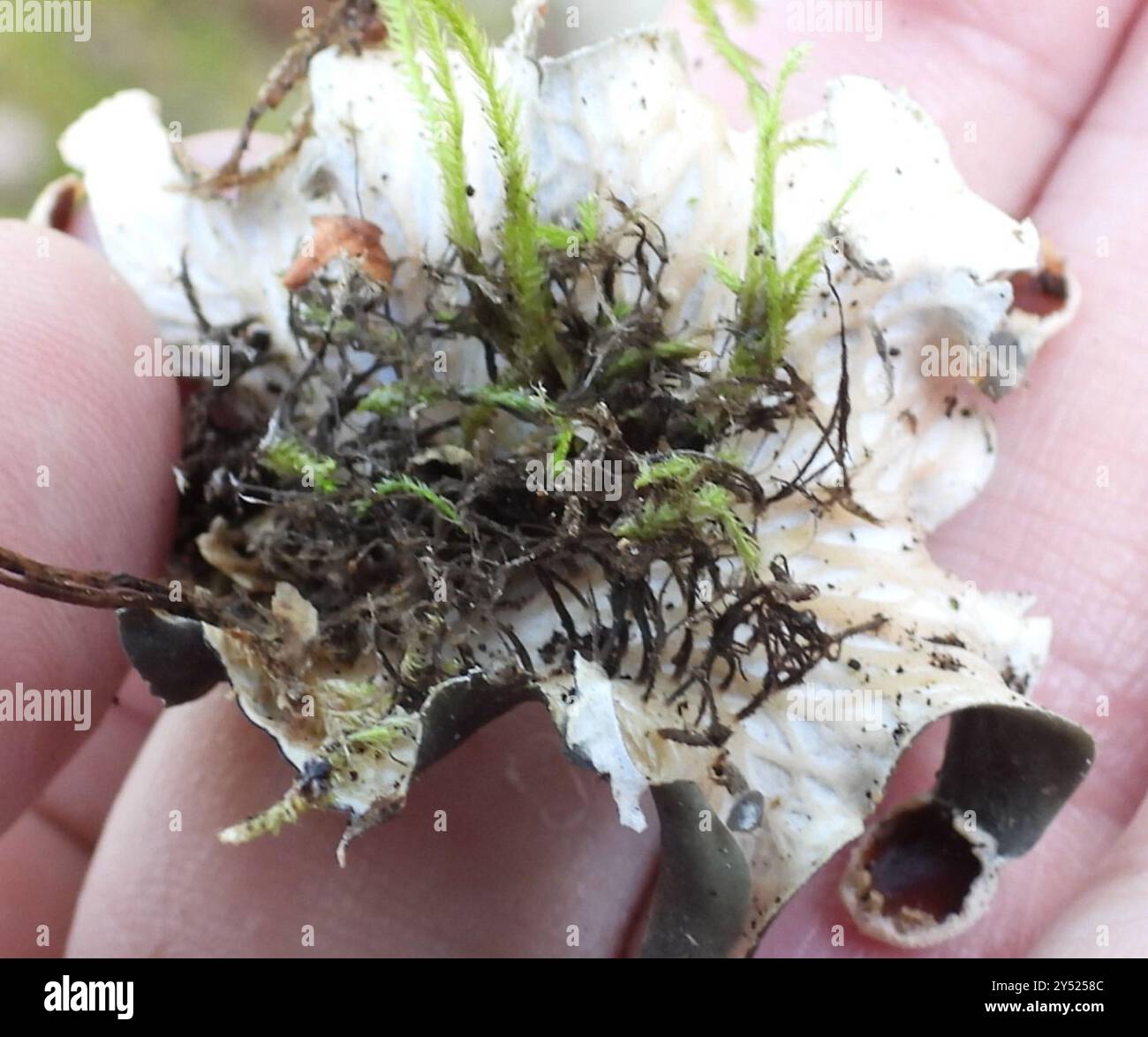 scaly pelt lichen (Peltigera praetextata) Fungi Stock Photo - Alamy