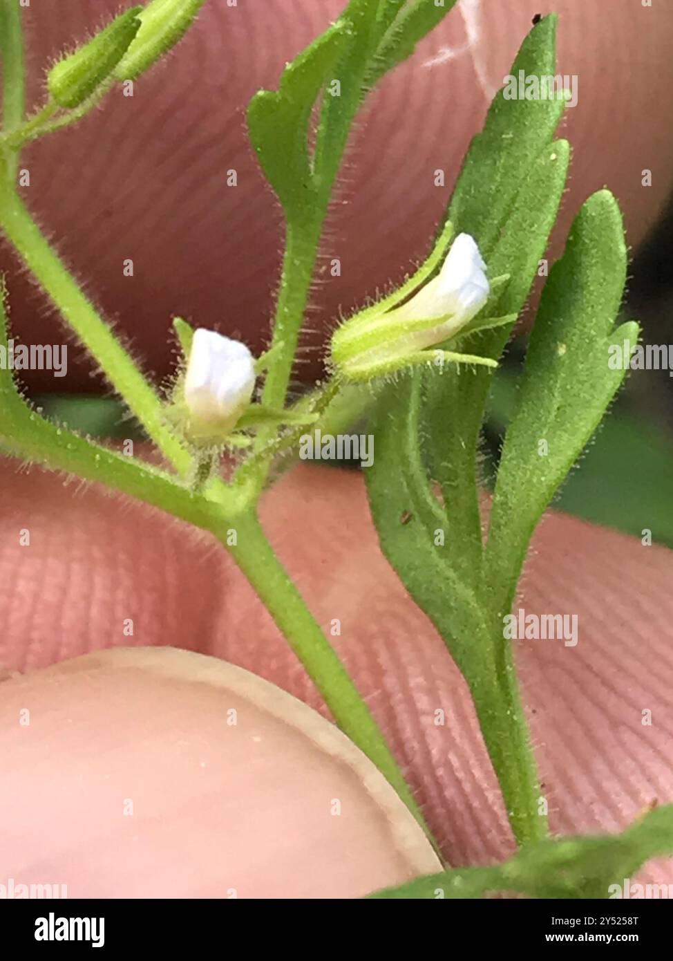 Obi-Wan conobea (Leucospora multifida) Plantae Stock Photo - Alamy