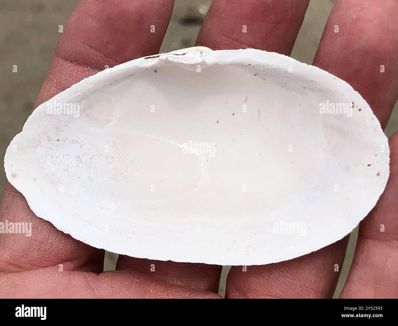 Soft-shelled Clam (Mya arenaria) Mollusca Stock Photo - Alamy