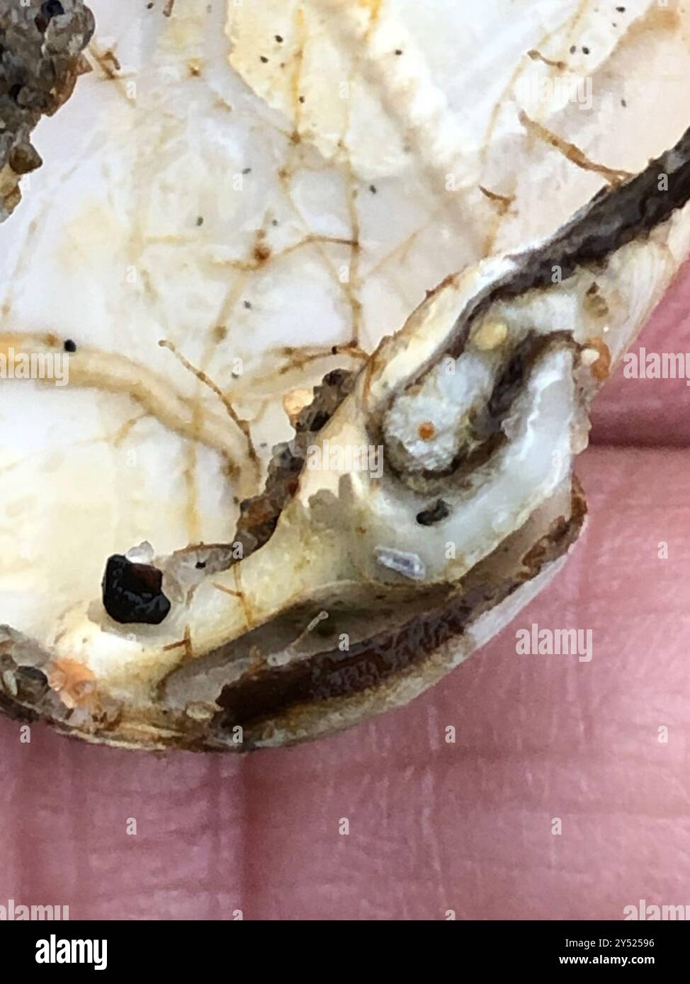 Scale-sided Piddock (Parapholas californica) Mollusca Stock Photo - Alamy