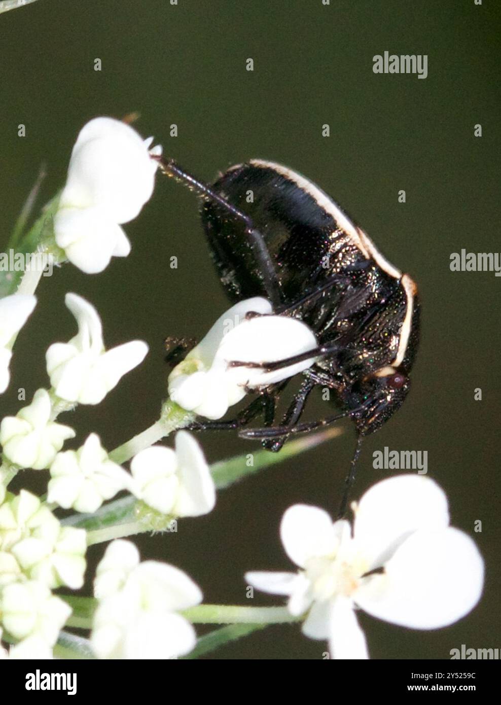 Twice-stabbed Stink Bug (Cosmopepla lintneriana) Insecta Stock Photo ...