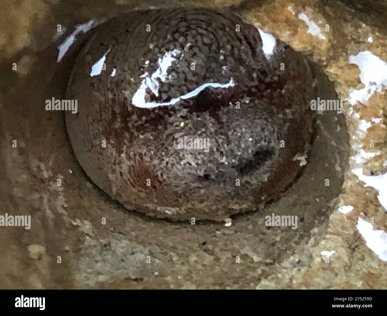 Piddocks and Angelwings (Pholadidae) Mollusca Stock Photo - Alamy