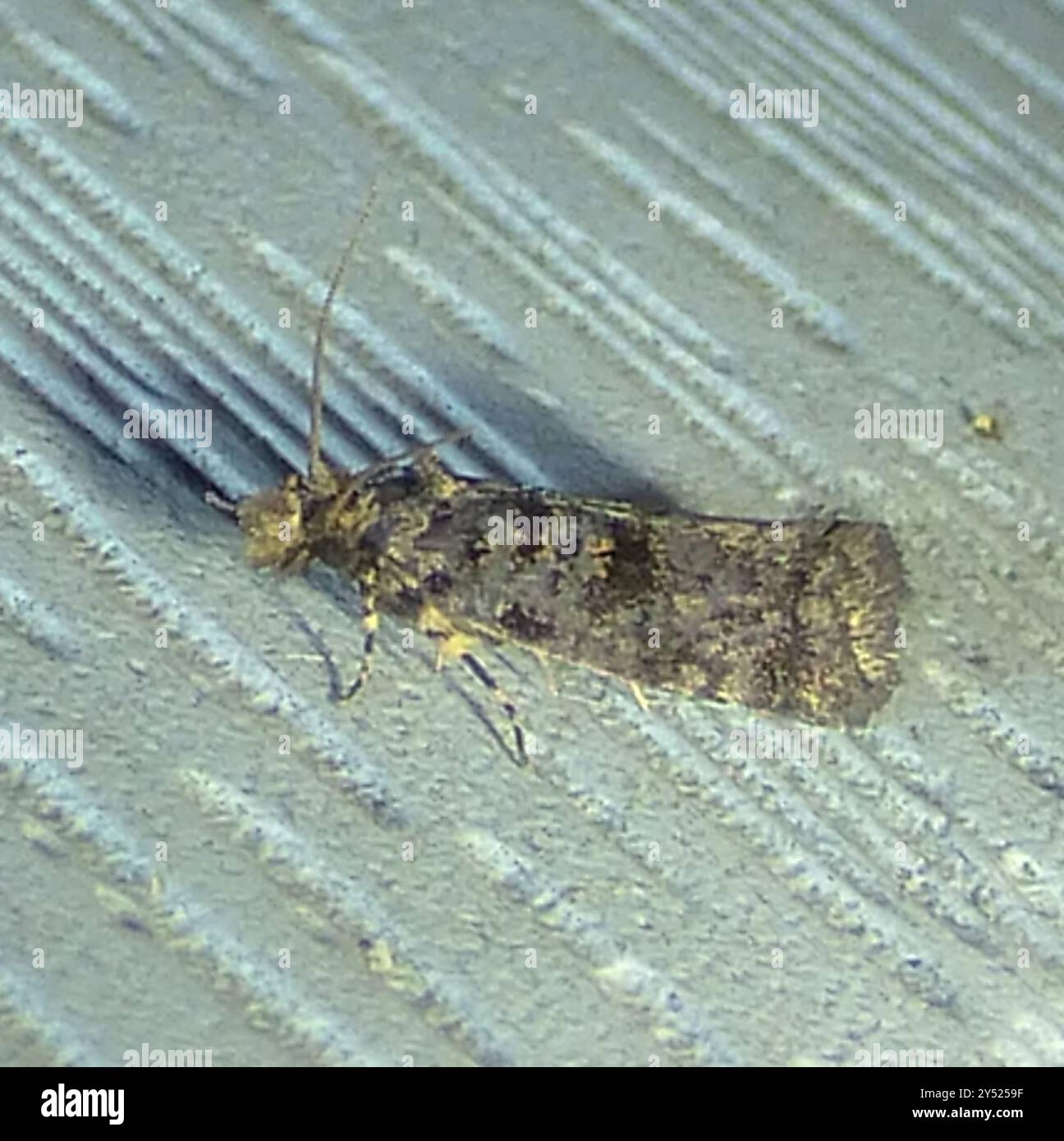 Burrowing Webworm Moths (Acrolophinae) Insecta Stock Photo - Alamy
