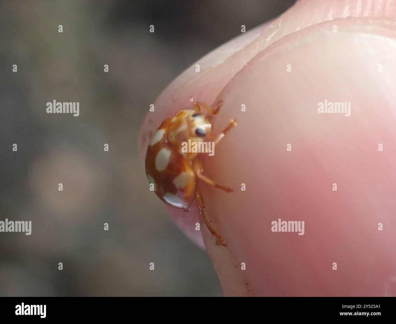Little Arboreal Lady Beetle (Calvia decemguttata) Insecta Stock Photo ...