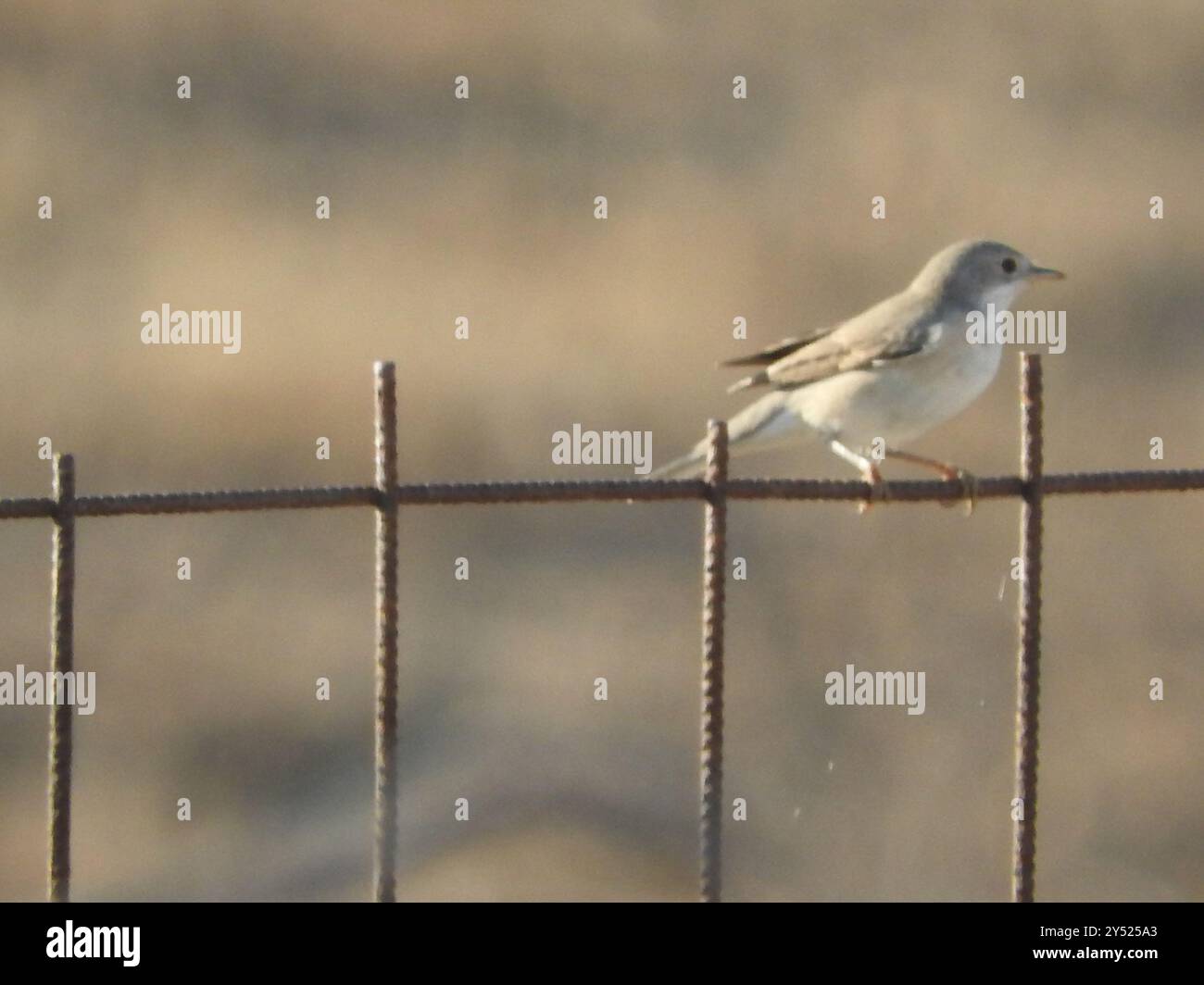 Eastern Subalpine Warbler (Curruca cantillans) Aves Stock Photo - Alamy