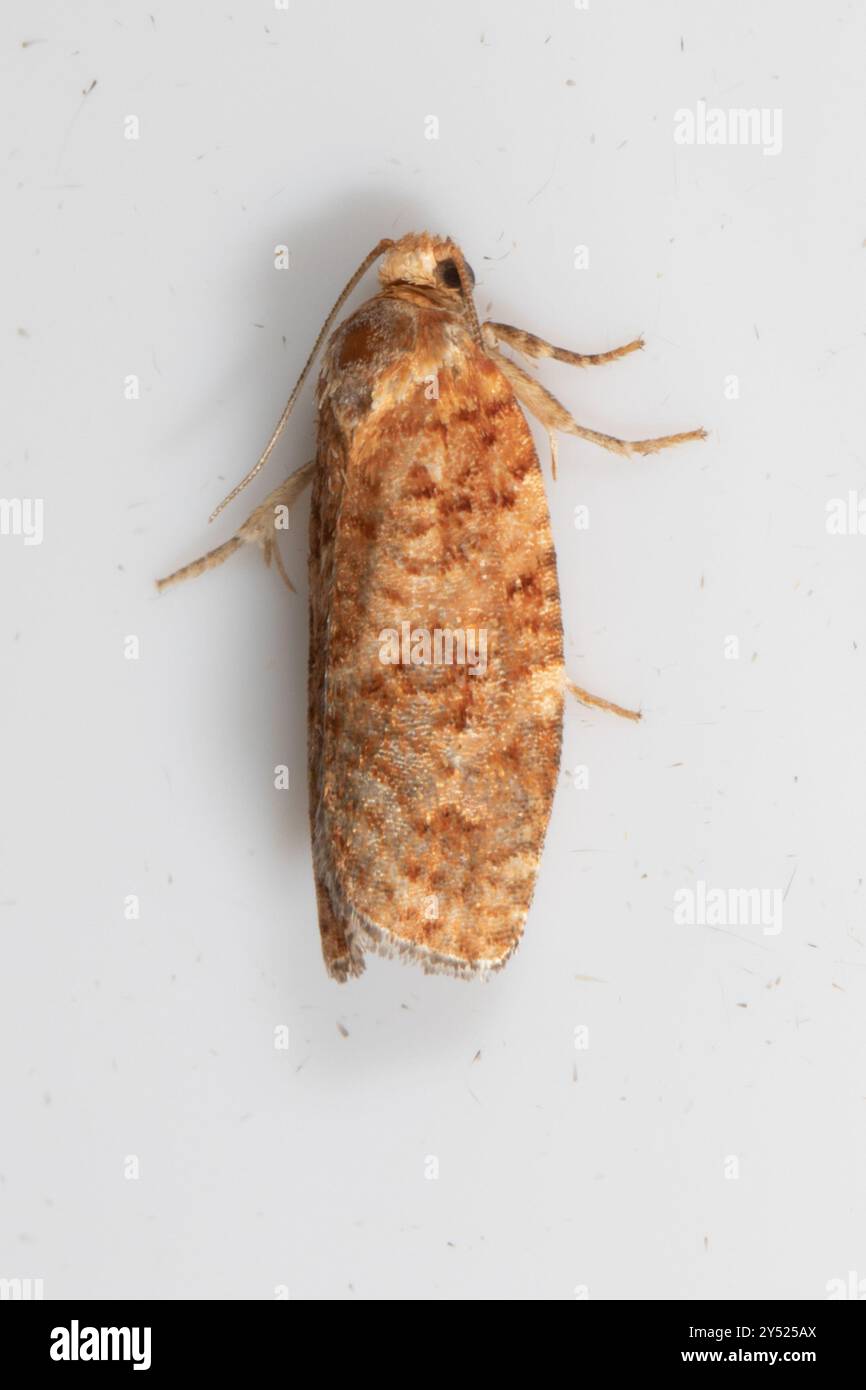 Jack Pine Budworm Moth (Choristoneura pinus) Insecta Stock Photo - Alamy