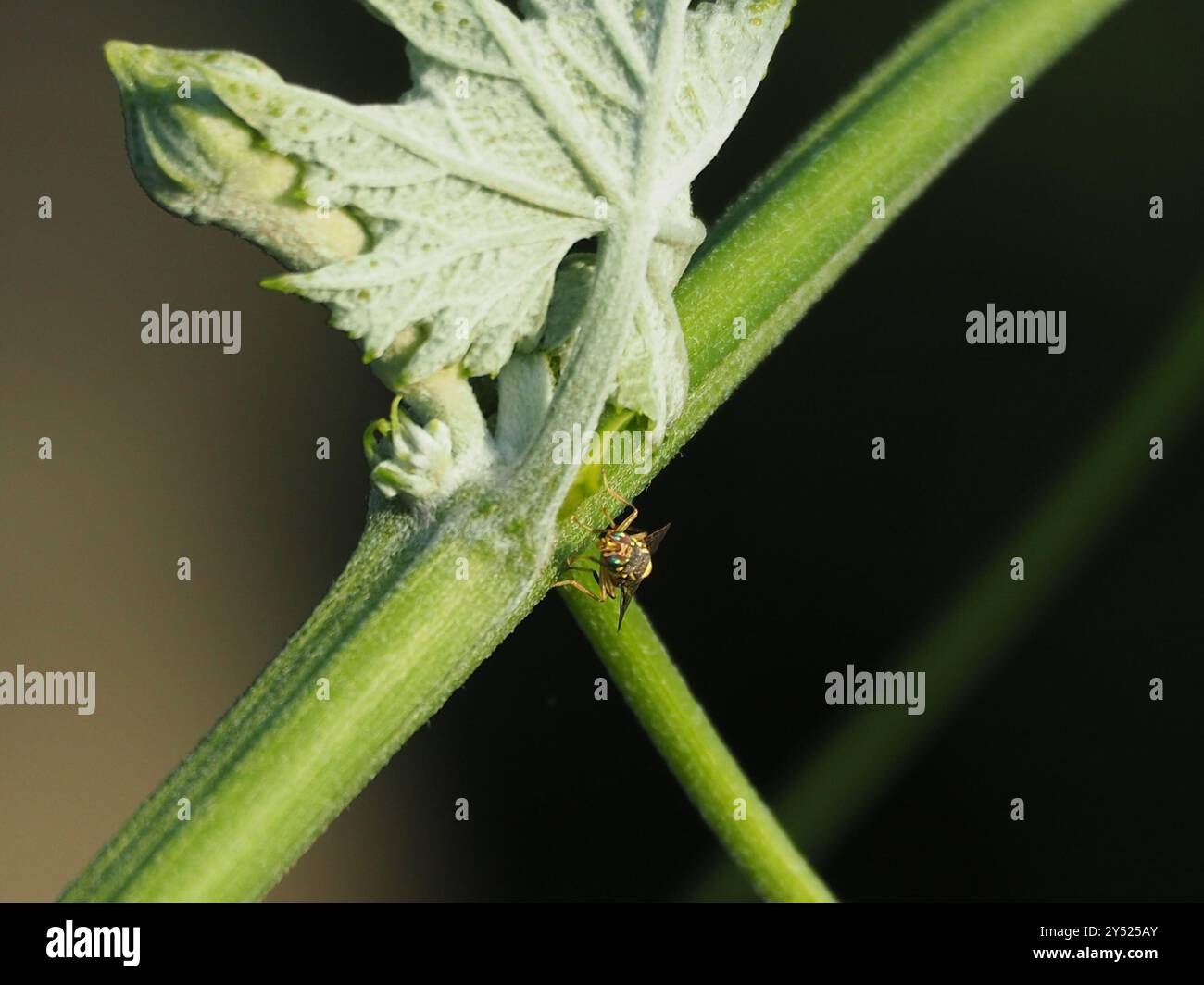 Oriental Fruit Fly (Bactrocera dorsalis) Insecta Stock Photo - Alamy