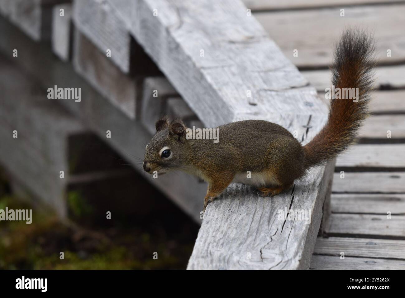 American Red Squirrel (Tamiasciurus hudsonicus) Mammalia Stock Photo ...