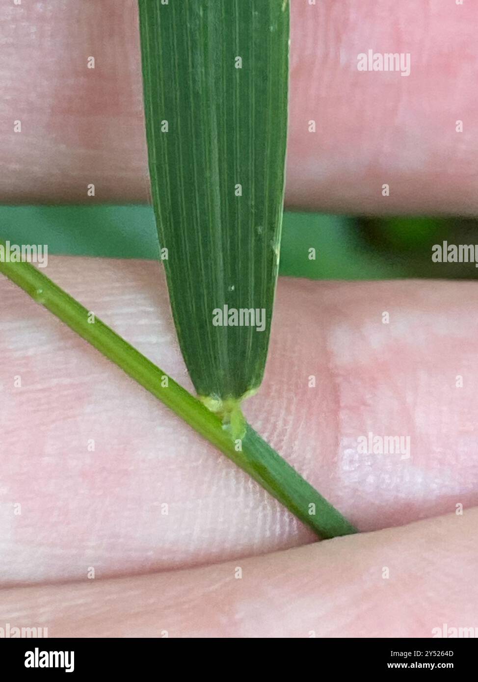Slim-flower Muhly (Muhlenbergia tenuiflora) Plantae Stock Photo - Alamy