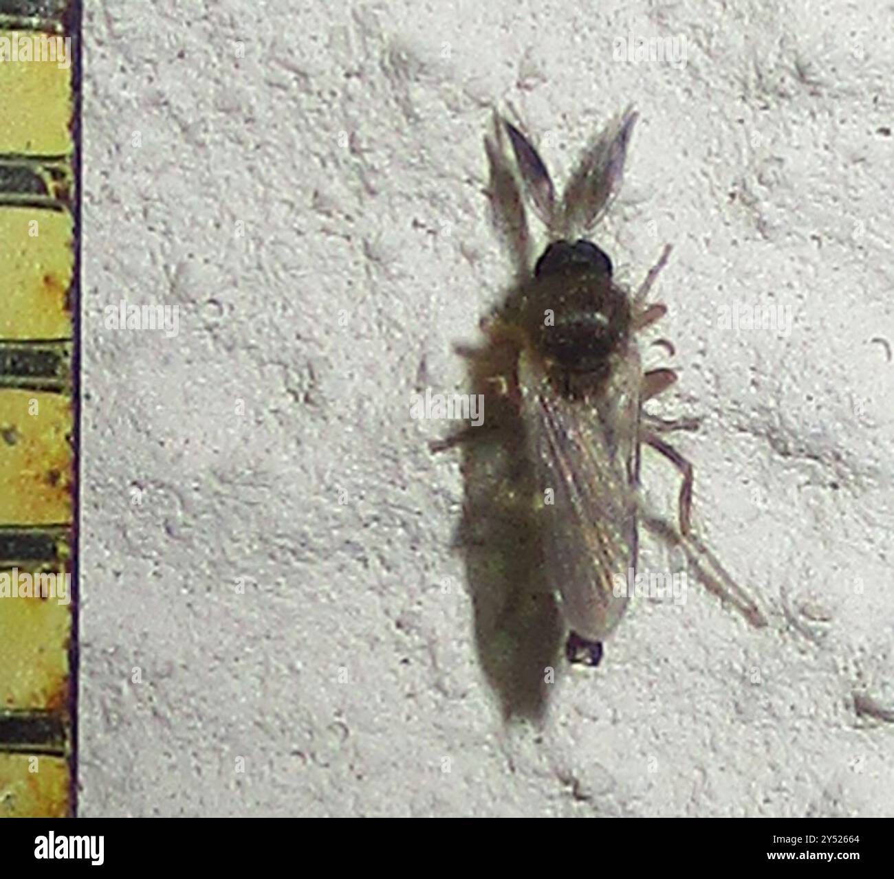 Biting Midges (Ceratopogonidae) Insecta Stock Photo - Alamy