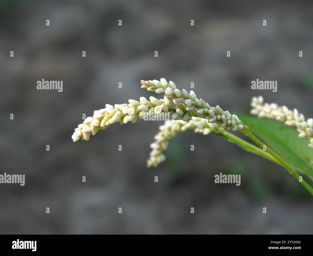 pale smartweed (Persicaria lapathifolia) Plantae Stock Photo - Alamy
