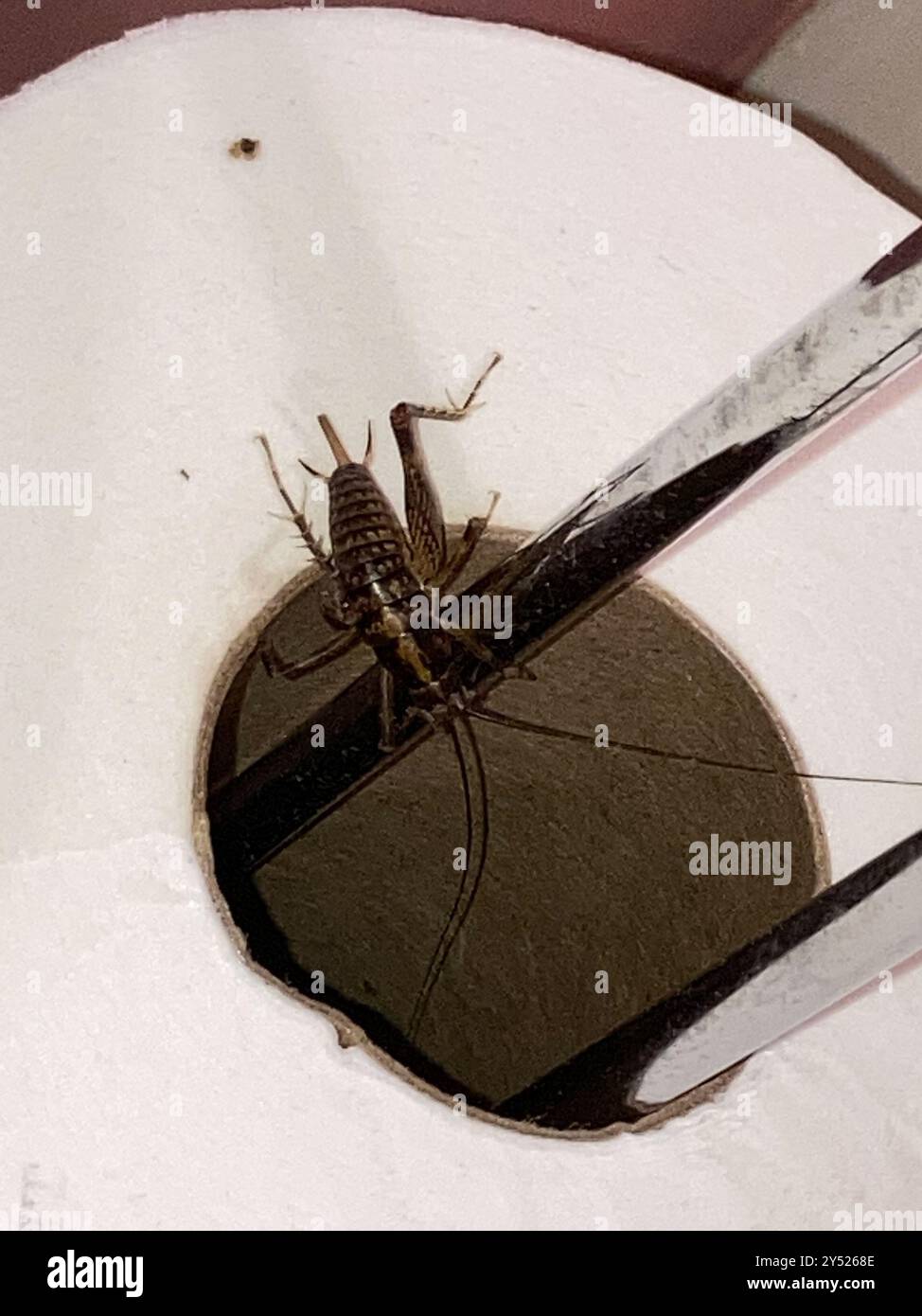 Camel Crickets (Ceuthophilus) Insecta Stock Photo - Alamy