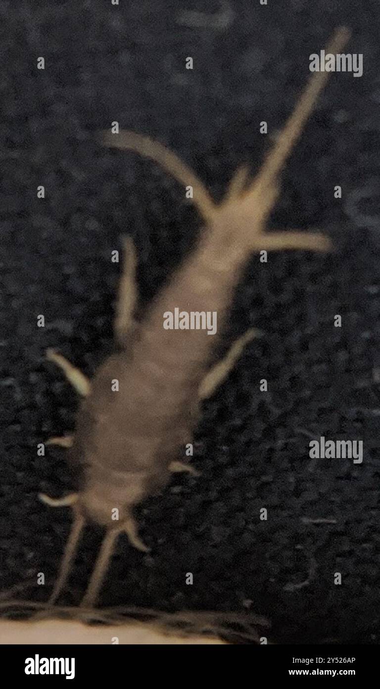 Common Silverfish (Lepisma saccharinum) Insecta Stock Photo - Alamy