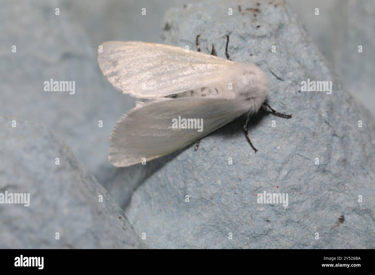 White Satin Moth (Leucoma salicis) Insecta Stock Photo - Alamy