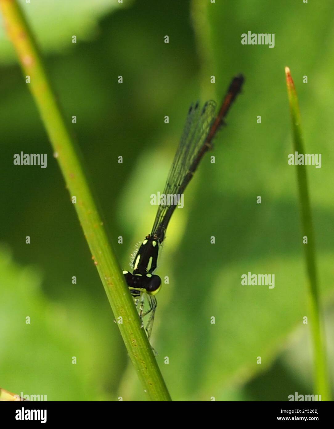 Fragile Forktail (Ischnura posita) Insecta Stock Photo - Alamy