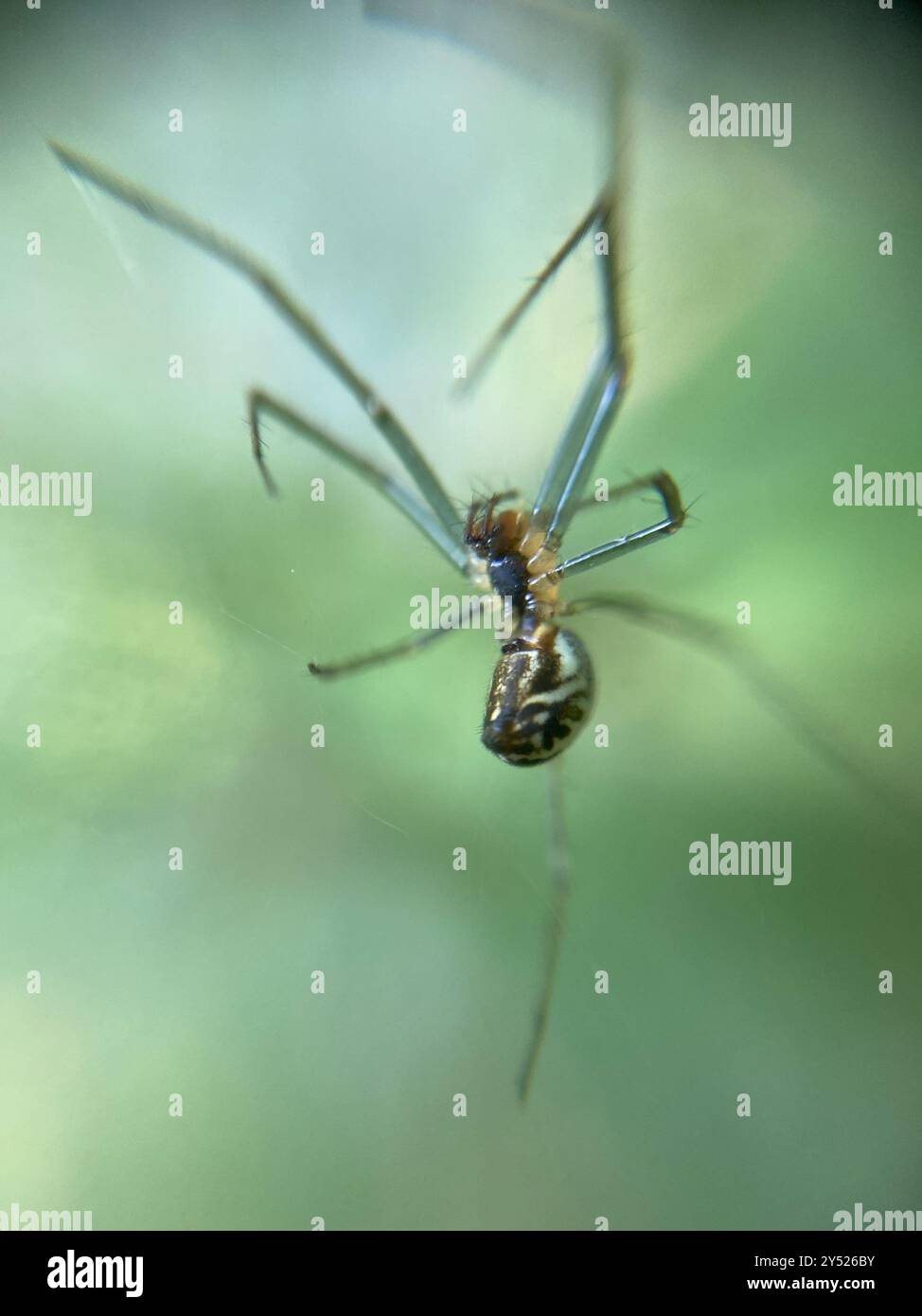 (Neriene emphana) Arachnida Stock Photo - Alamy