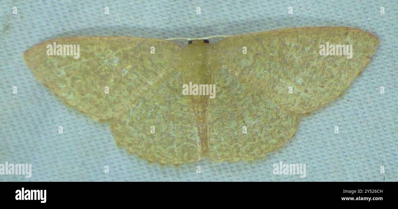 Common Tan Wave (Pleuroprucha insulsaria) Insecta Stock Photo - Alamy