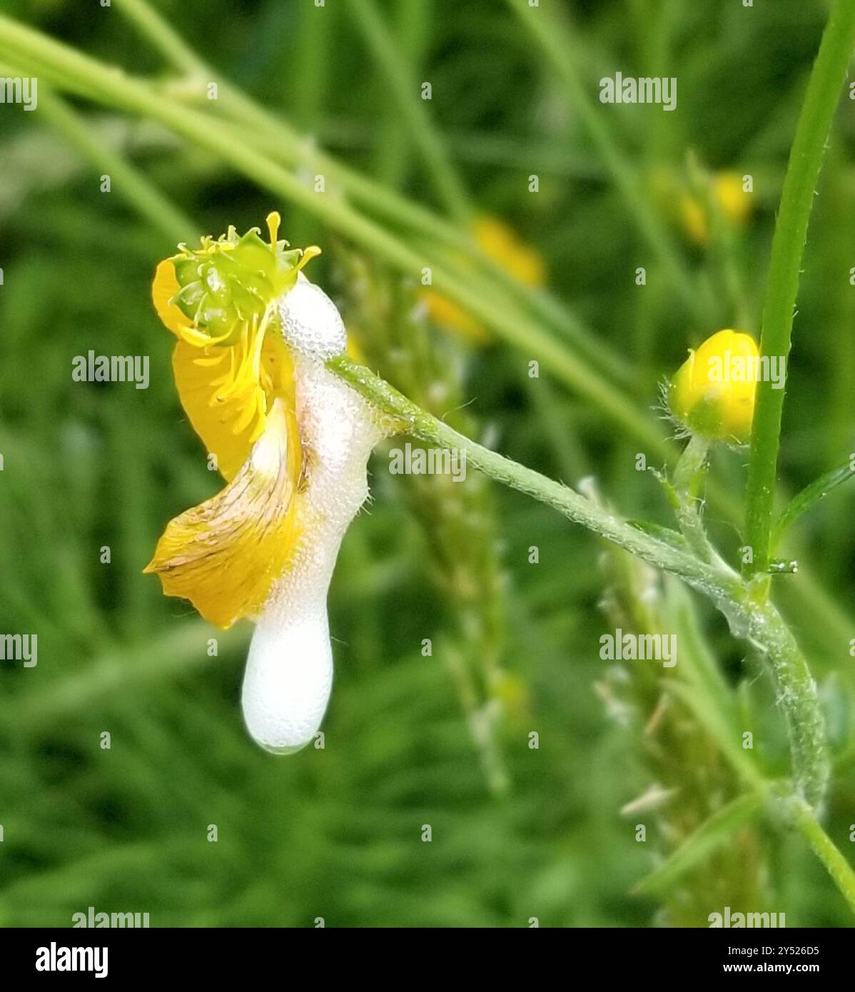 Spittlebugs and Froghoppers (Cercopoidea) Insecta Stock Photo - Alamy