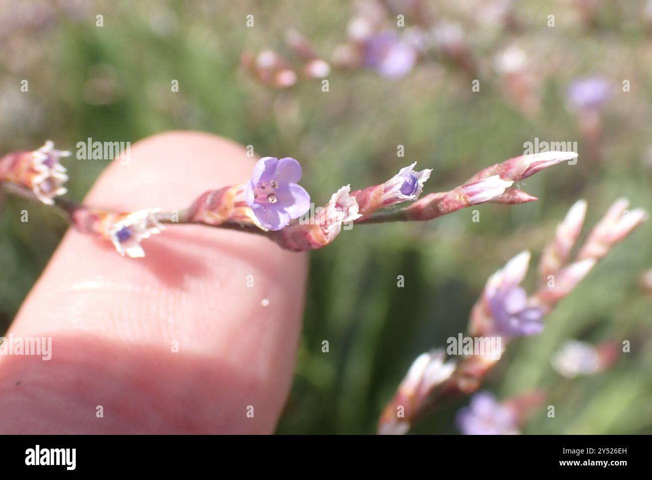 Lax-flowered Sea-lavender (Limonium humile) Plantae Stock Photo - Alamy