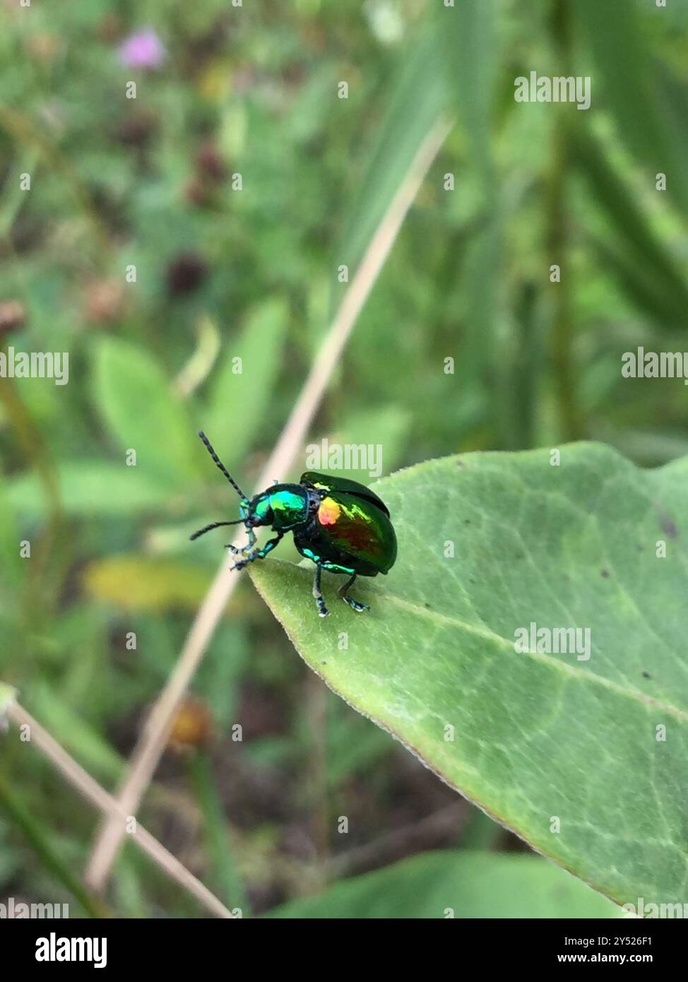 Dogbane Leaf Beetle (Chrysochus auratus) Insecta Stock Photo - Alamy