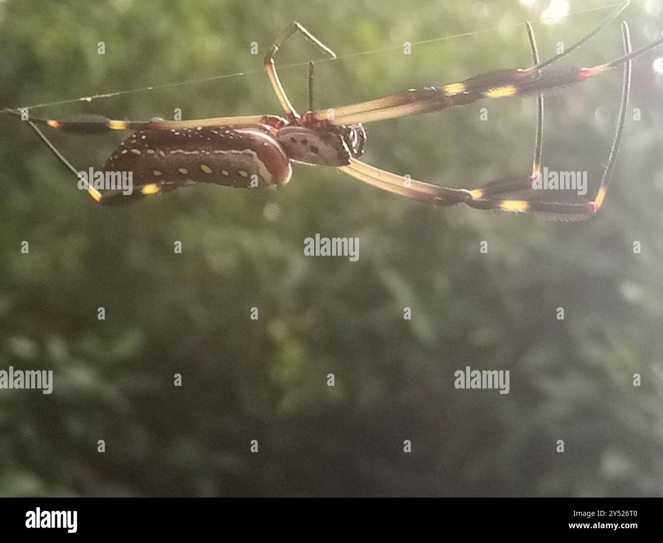 Golden Silk Spider (Trichonephila clavipes) Arachnida Stock Photo - Alamy