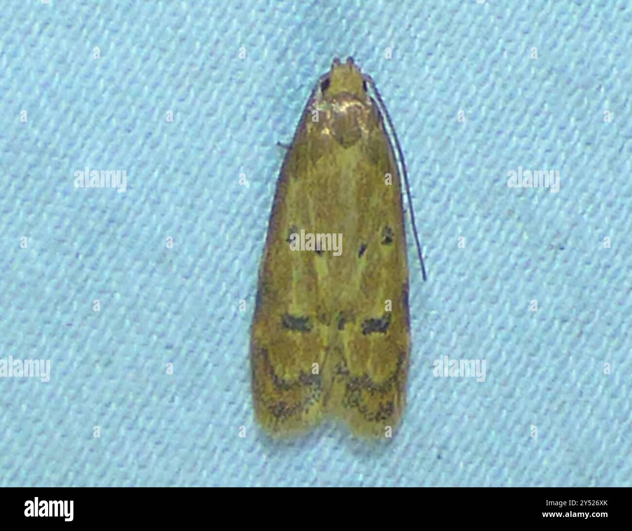 (Gerdana caritella) Insecta Stock Photo - Alamy