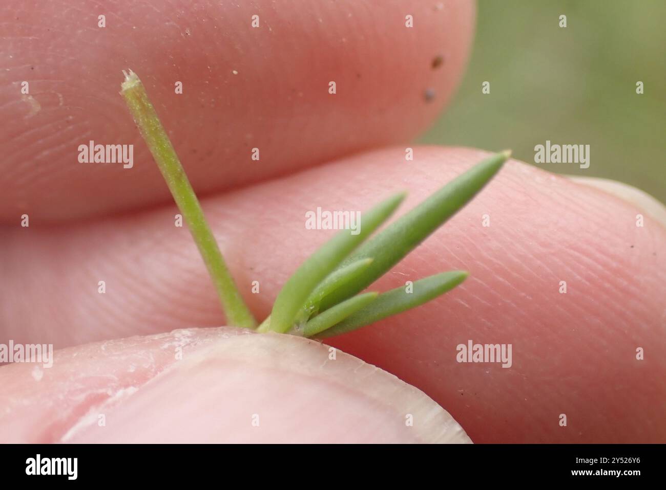 Saltmarsh Sand Spurry (Spergularia marina) Plantae Stock Photo - Alamy