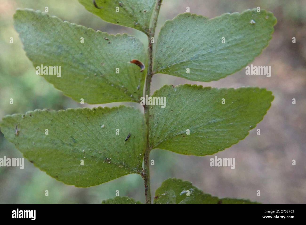 Drège's Flowering Fern (Anemia dregeana) Plantae Stock Photo - Alamy
