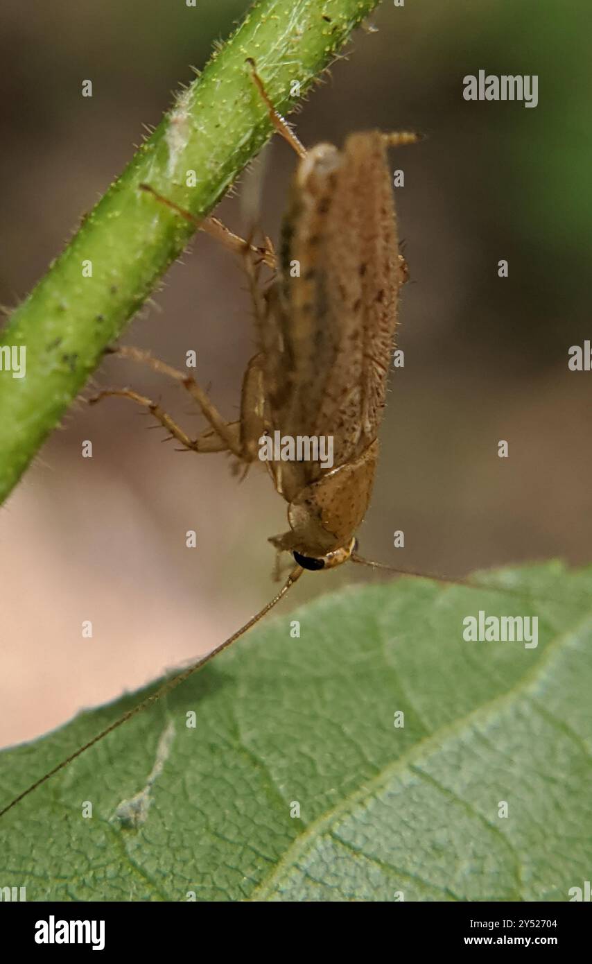 Tawny Cockroach (Ectobius pallidus) Insecta Stock Photo - Alamy
