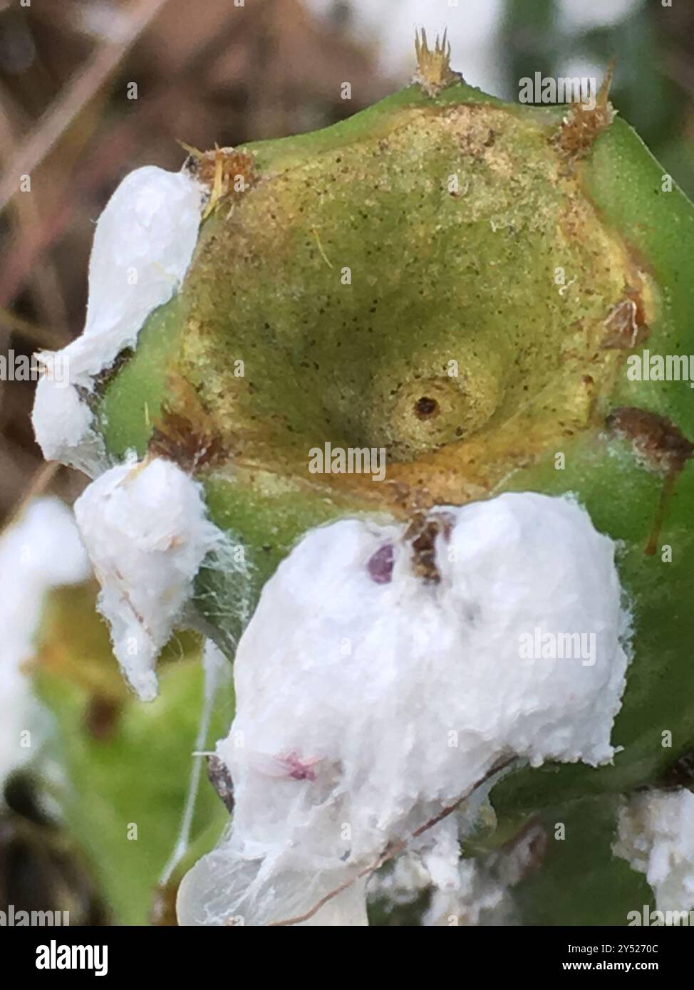 Cochineal Scale Bugs (Dactylopius) Insecta Stock Photo - Alamy