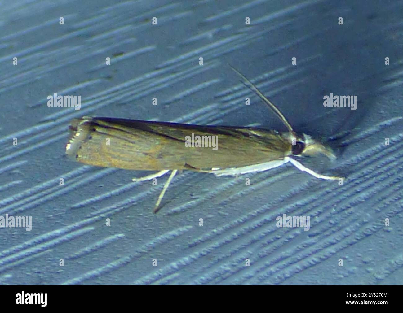 Bluegrass Webworm Moth (Parapediasia teterrellus) Insecta Stock Photo ...