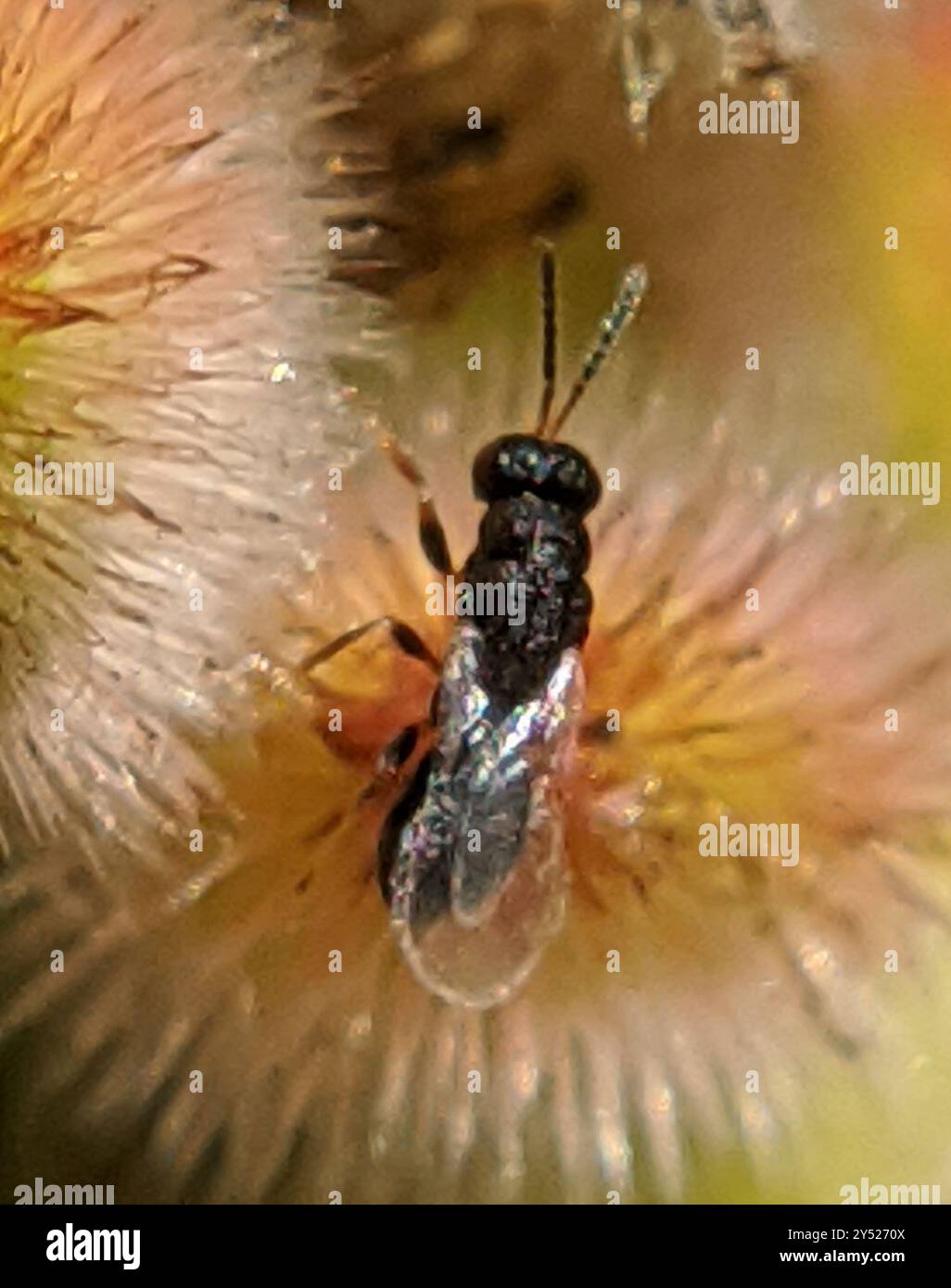 Chalcidoid Wasps (Chalcidoidea) Insecta Stock Photo - Alamy