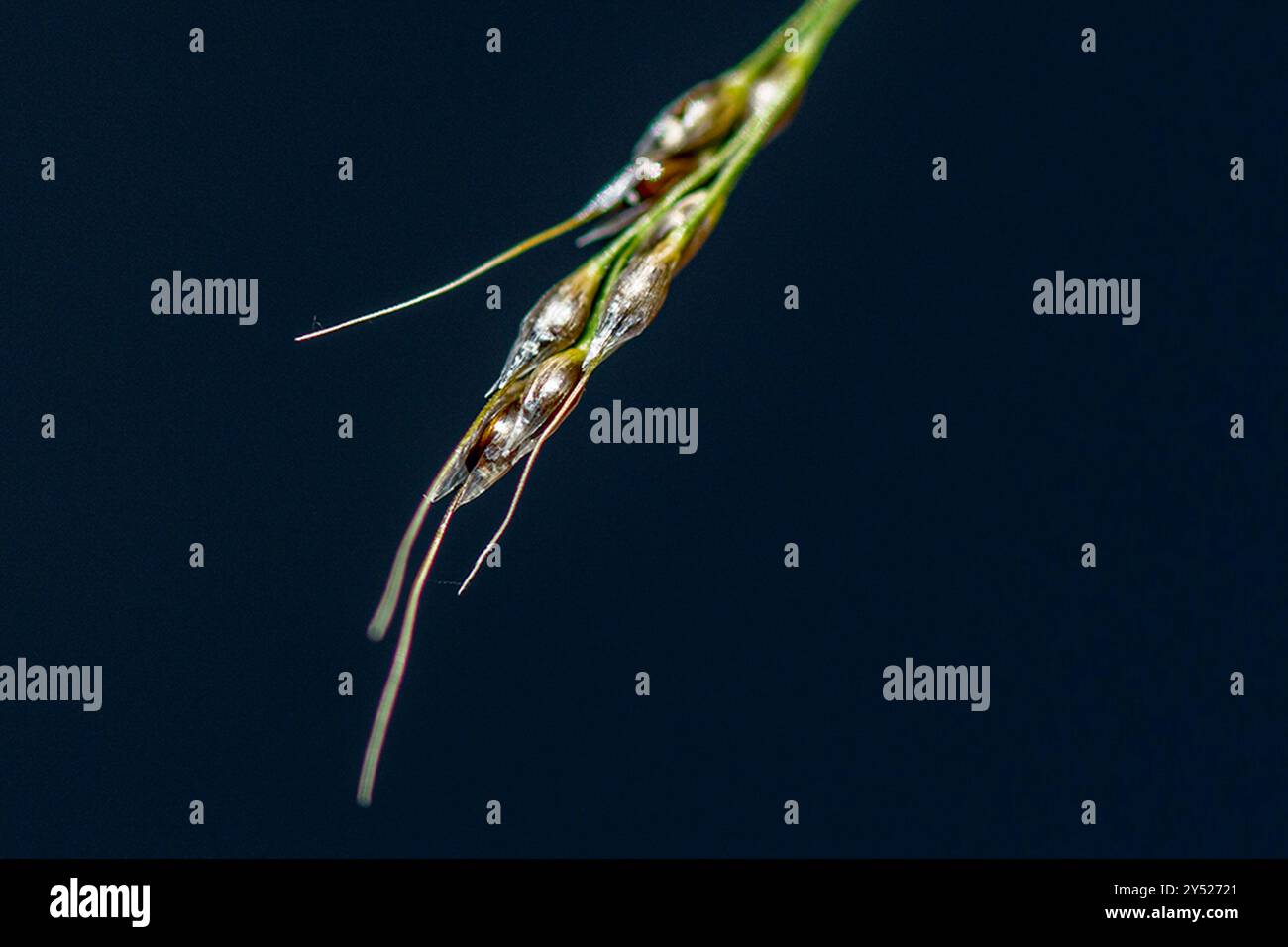 Little Mountain-ricegrass (Piptatheropsis micrantha) Plantae Stock ...
