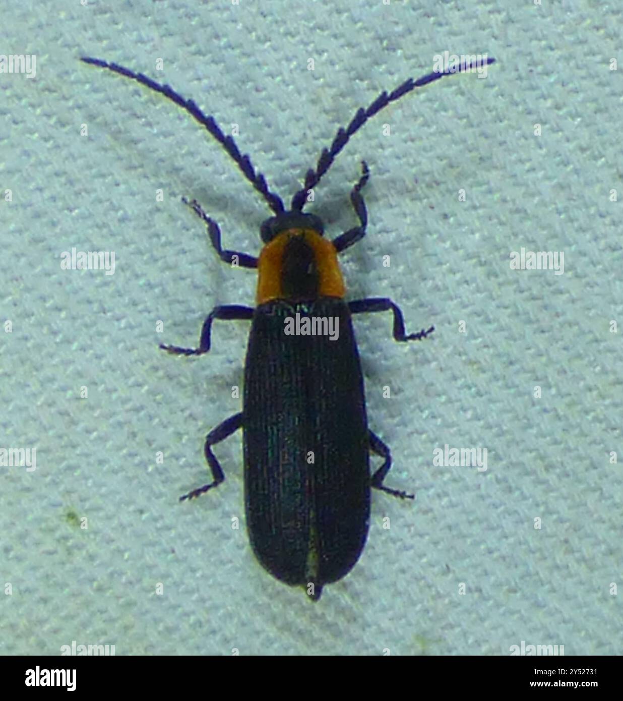 Net-winged Beetles (Lycidae) Insecta Stock Photo - Alamy