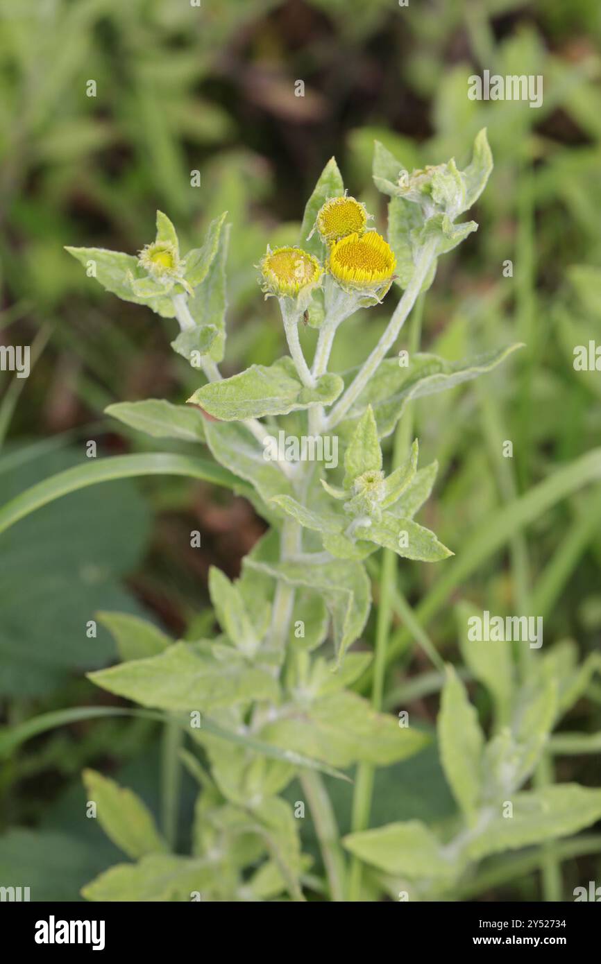 Common Fleabane (Pulicaria dysenterica) Plantae Stock Photo - Alamy