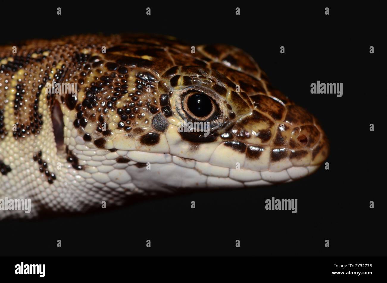 Spotted Sandveld Lizard (Nucras intertexta) Reptilia Stock Photo - Alamy