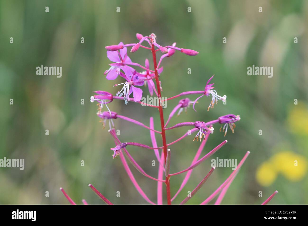 fireweed (Chamaenerion angustifolium) Plantae Stock Photo - Alamy