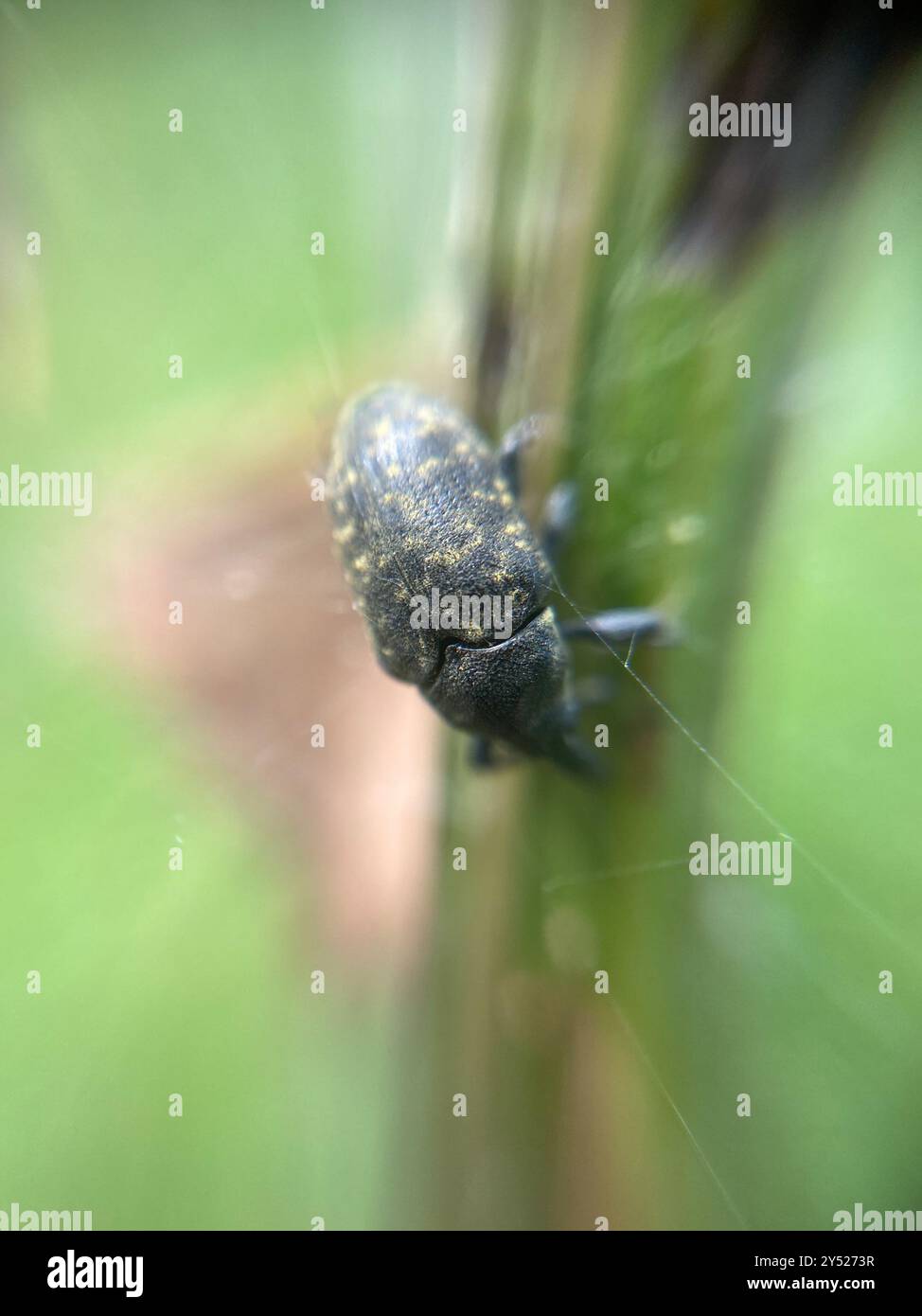 Turbine Cylindrical Weevil (Larinus turbinatus) Insecta Stock Photo - Alamy