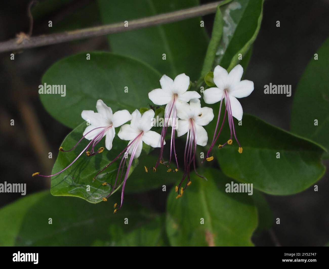 scrambling clerodendrum (Volkameria inermis) Plantae Stock Photo - Alamy
