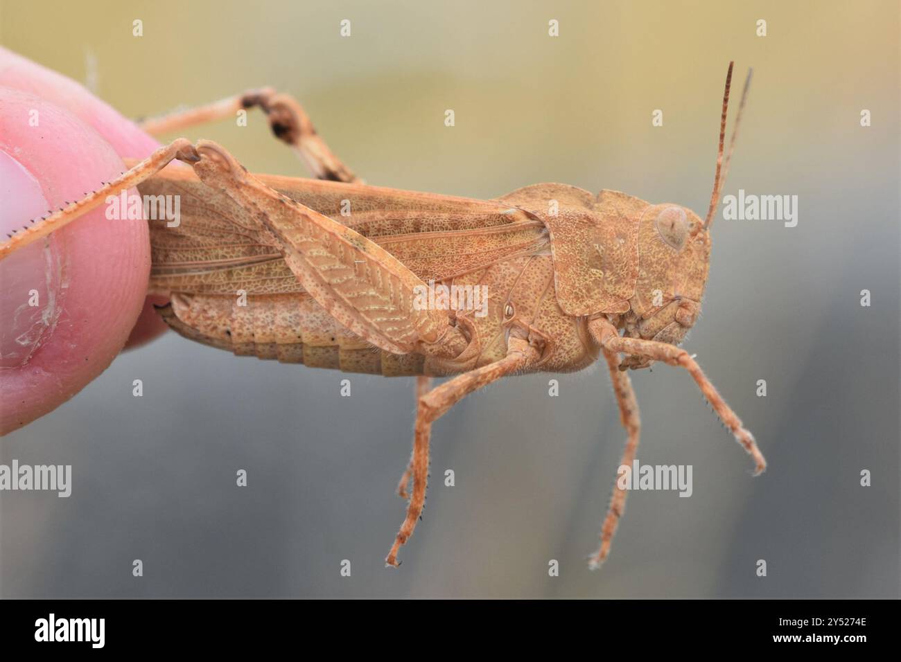 Carolina Grasshopper (Dissosteira carolina) Insecta Stock Photo - Alamy