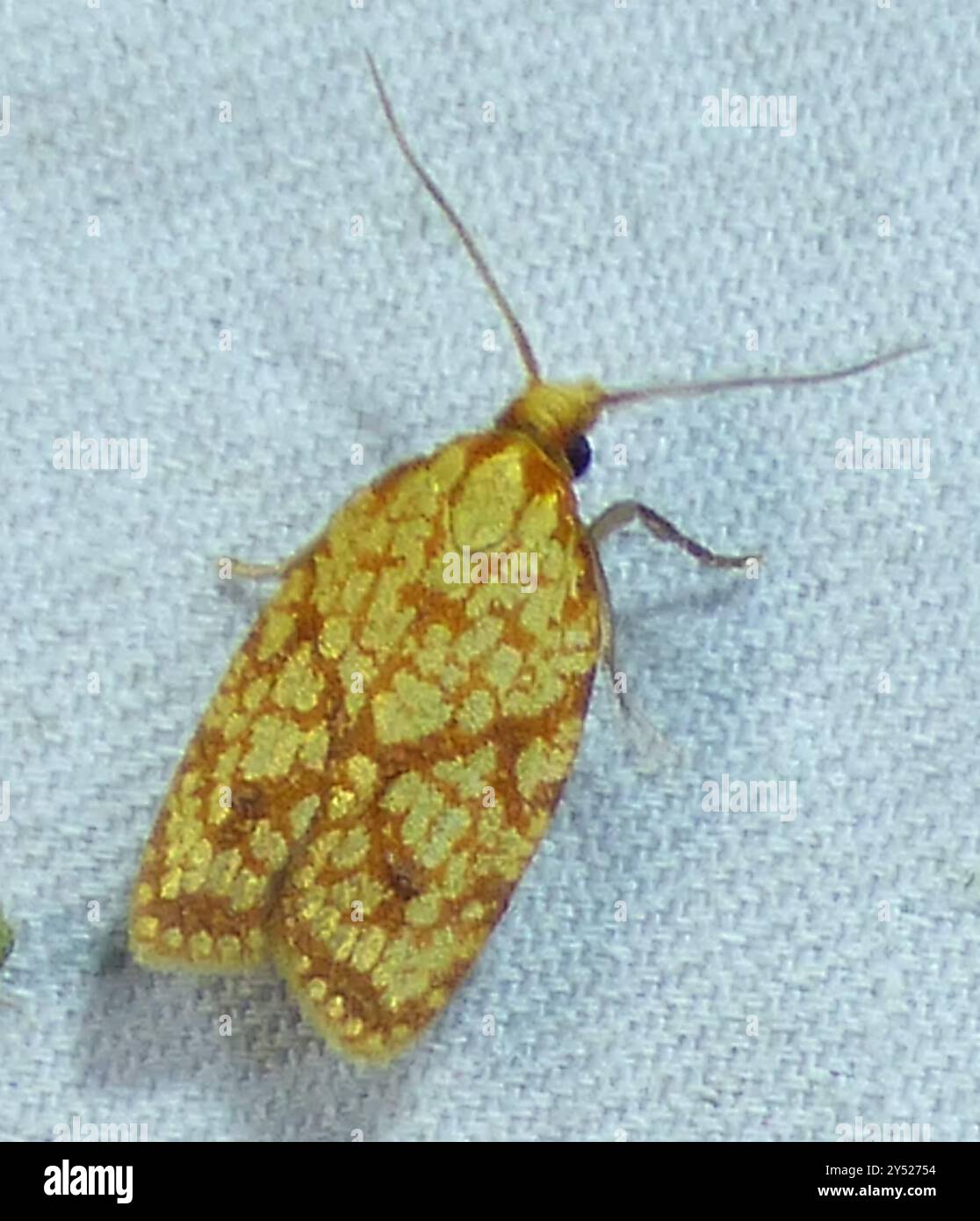 Sparganothis Fruitworm Moth (Sparganothis sulfureana) Insecta Stock ...