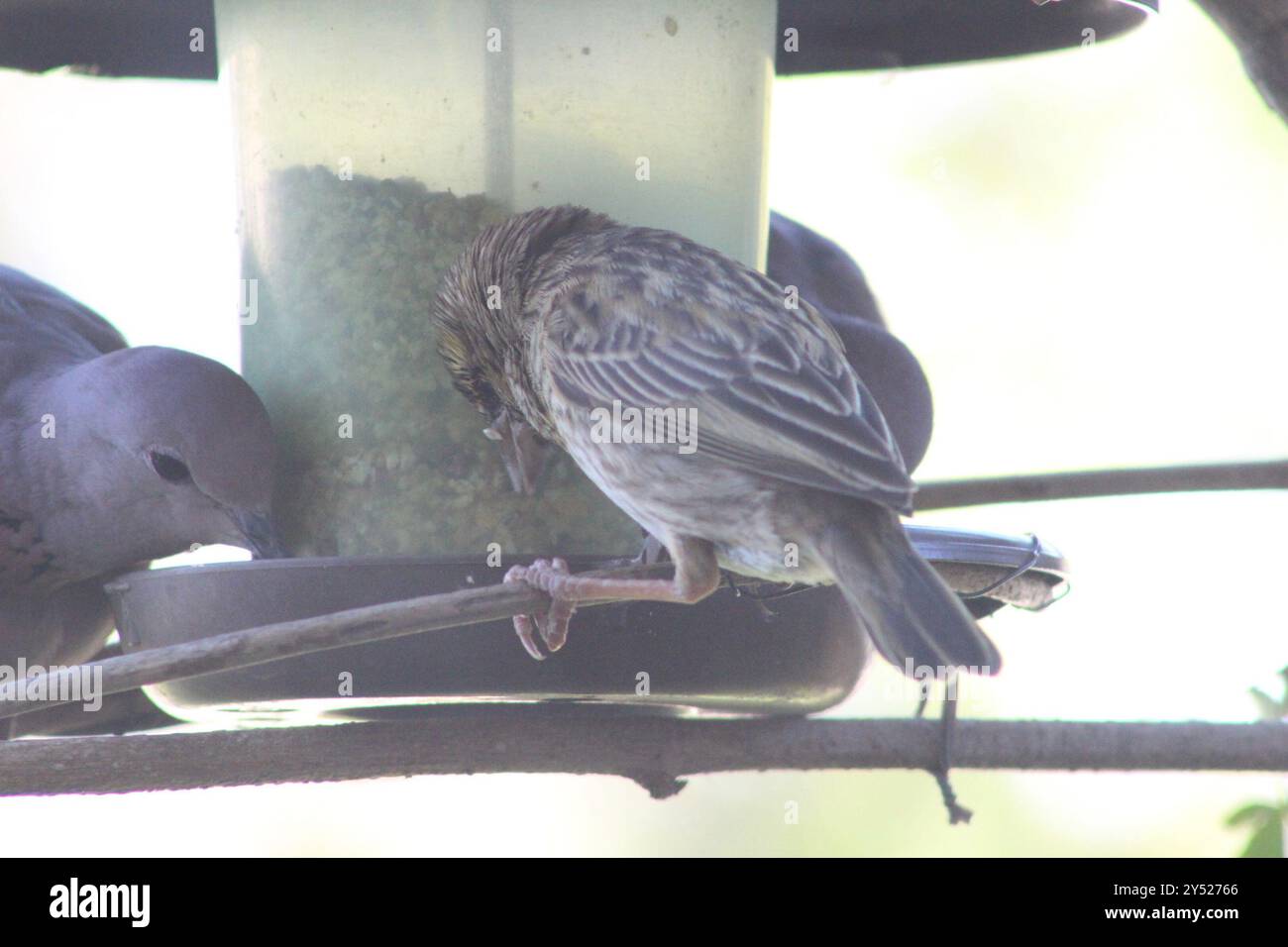 Southern Red Bishop (Euplectes orix) Aves Stock Photo - Alamy