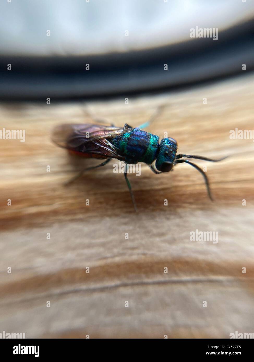 Ruby-tailed Cuckoo Wasps (Chrysis ignita) Insecta Stock Photo - Alamy
