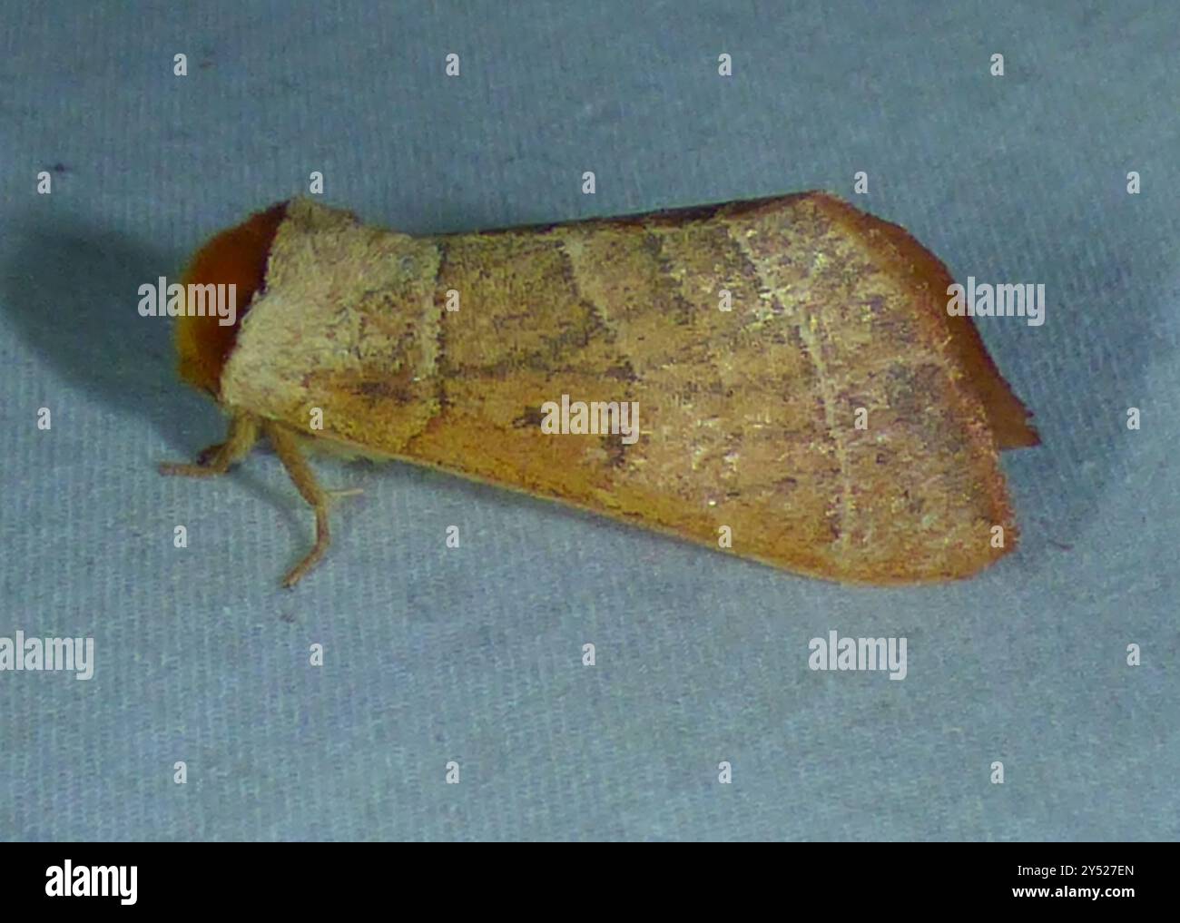 Azalea Caterpillar and Drexel's Datana Moths (Datana major) Insecta ...