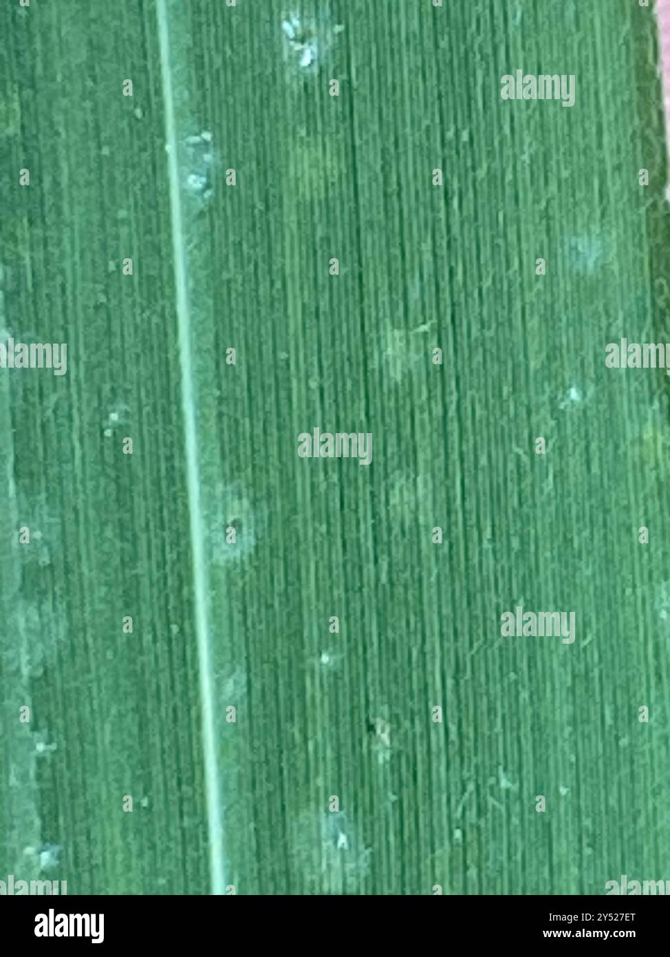 switch cane (Arundinaria tecta) Plantae Stock Photo - Alamy