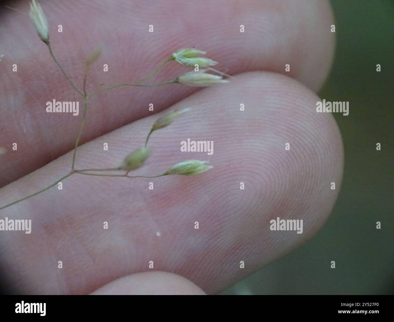 wavy hair-grass (Avenella flexuosa) Plantae Stock Photo - Alamy